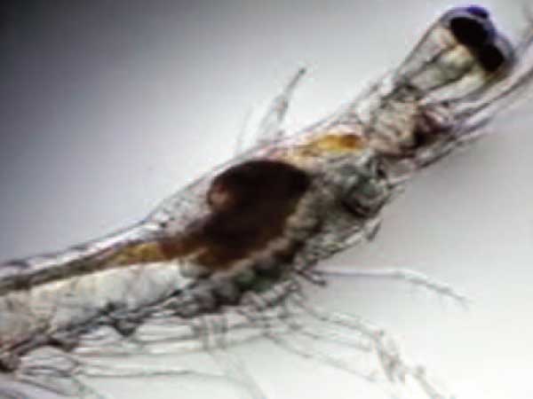 Brine Shrimp Flake - GSLA